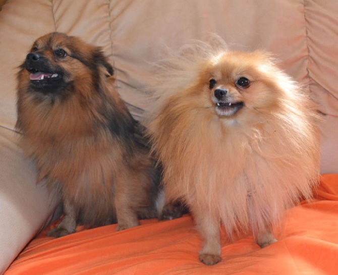 Accueil - Elevage Des Spitz Du Grand Chavernay - eleveur de chiens ...